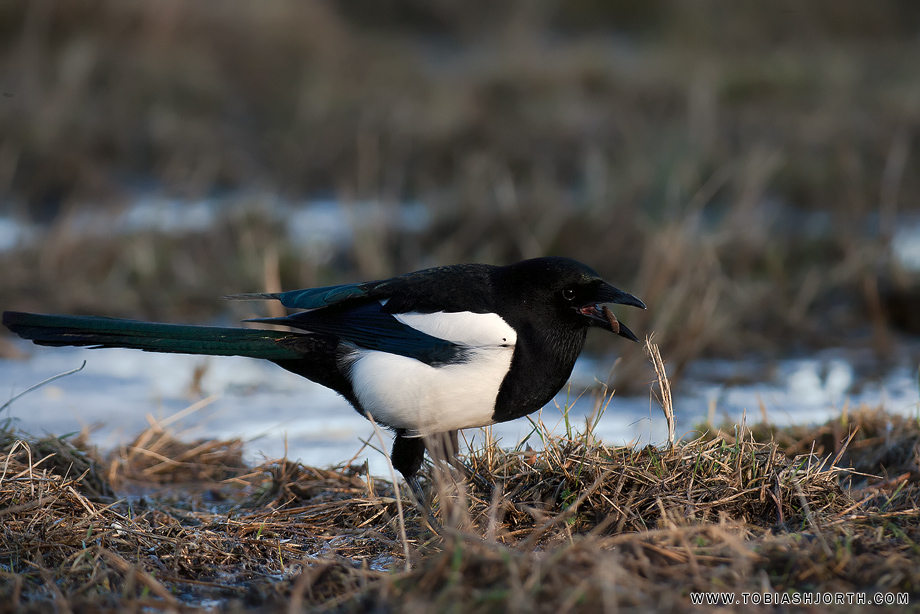 European Magpie 1 • Tobias Hjorth Nature Photographer