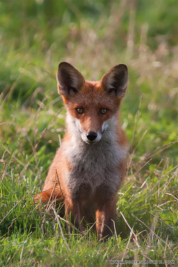 Red Fox 3 • Tobias Hjorth Nature Photographer