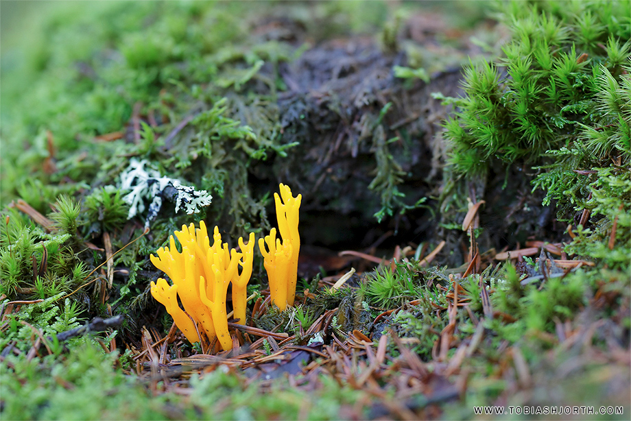 Yellow club fungus 1 • Tobias Hjorth Nature Photographer