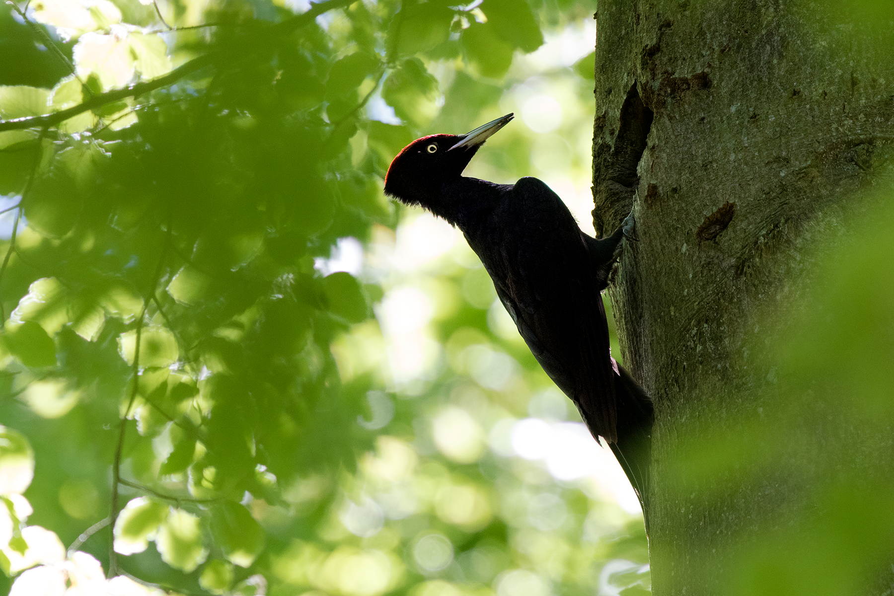 Black woodpecker 1 • Tobias Hjorth Nature Photographer