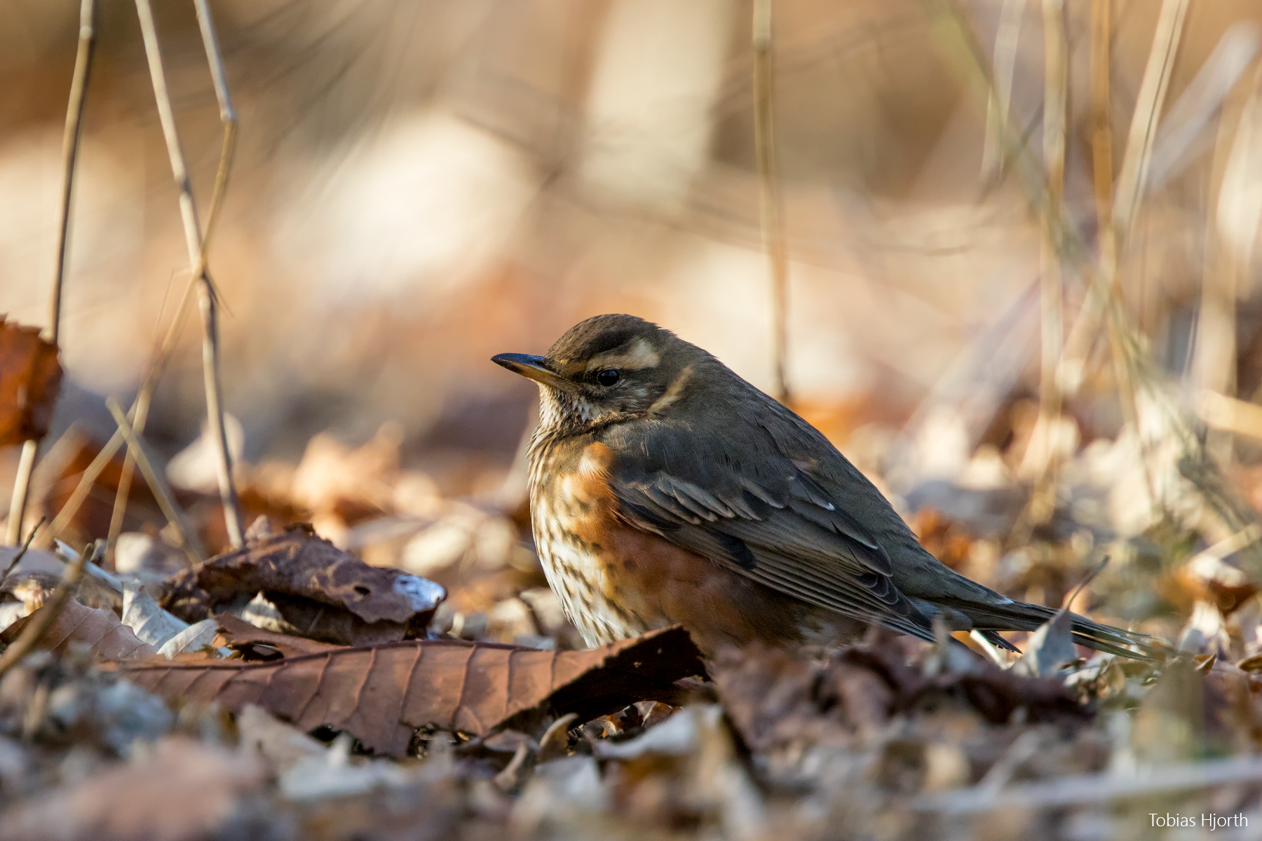 Redwing 1 • Tobias Hjorth Nature Photographer