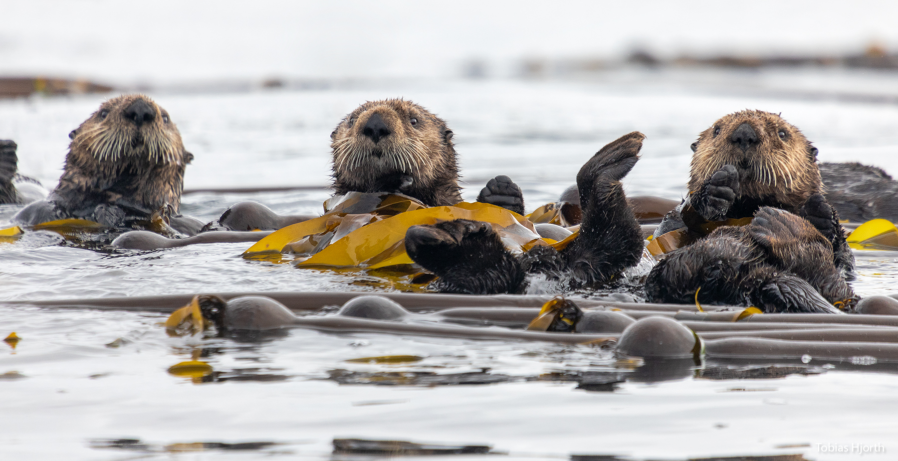 Sea otter 1 • Tobias Hjorth Nature Photographer