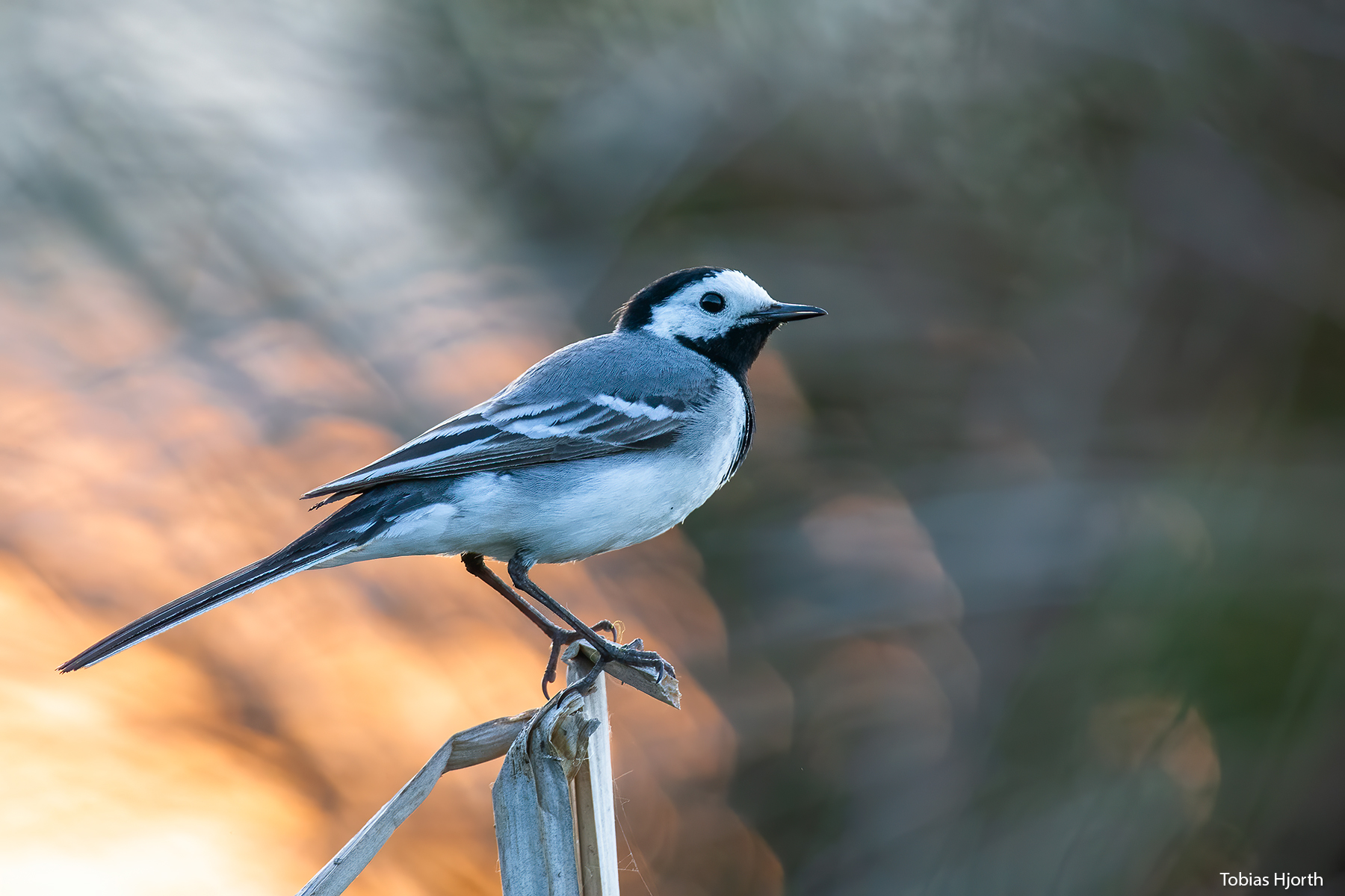 White wagtail 1 • Tobias Hjorth Nature Photographer