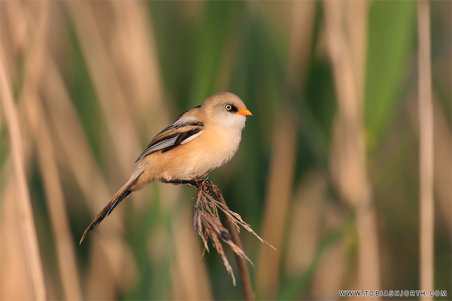Bearded Reedling 1 • Tobias Hjorth Nature Photographer