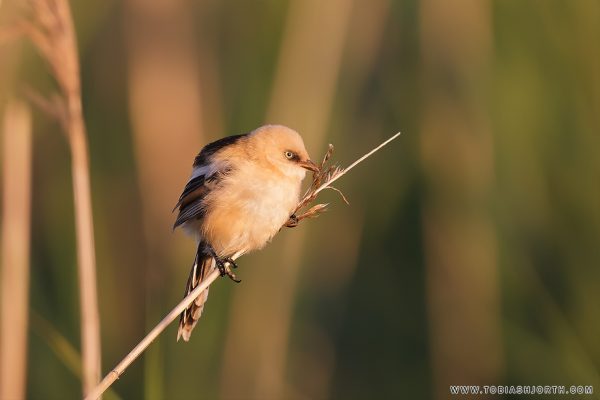 Bearded Reedling 2 • Tobias Hjorth Nature Photographer