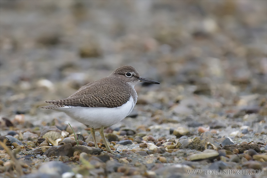 Common Sandpiper 1 • Tobias Hjorth Nature Photographer