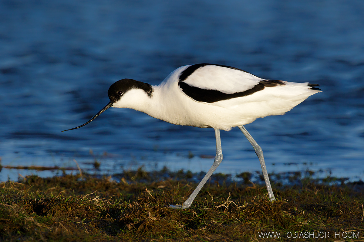 Eurasian Avocet 8 • Tobias Hjorth Nature Photographer