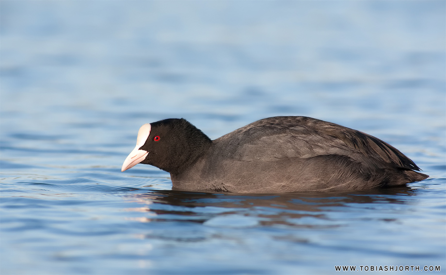 Eurasian Coot 2 • Tobias Hjorth Nature Photographer