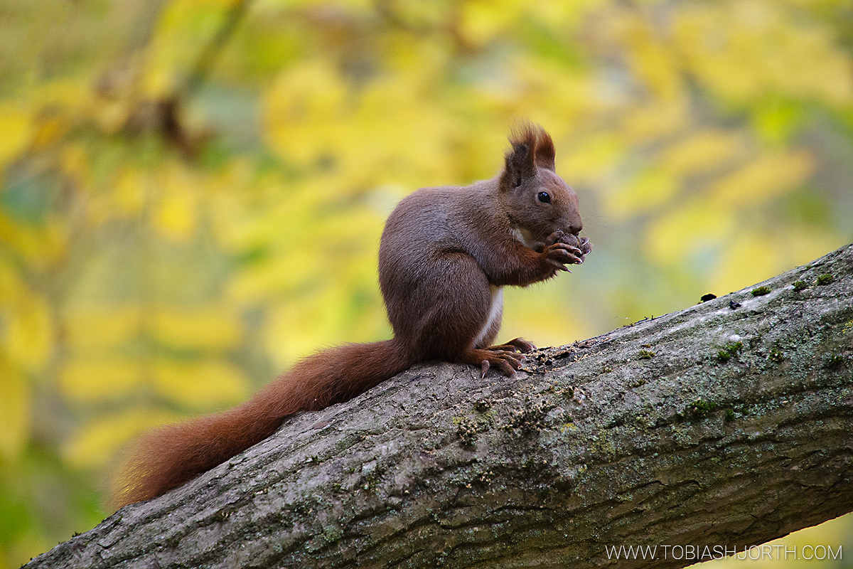 Eurasian Red Squirrel 2 • Tobias Hjorth Nature Photographer