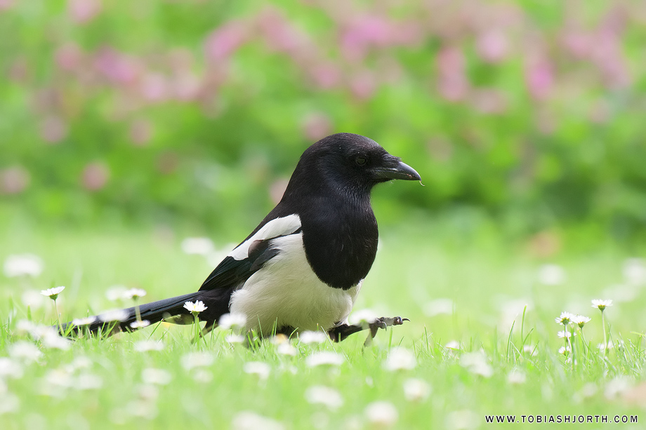 European Magpie 2 • Tobias Hjorth Nature Photographer