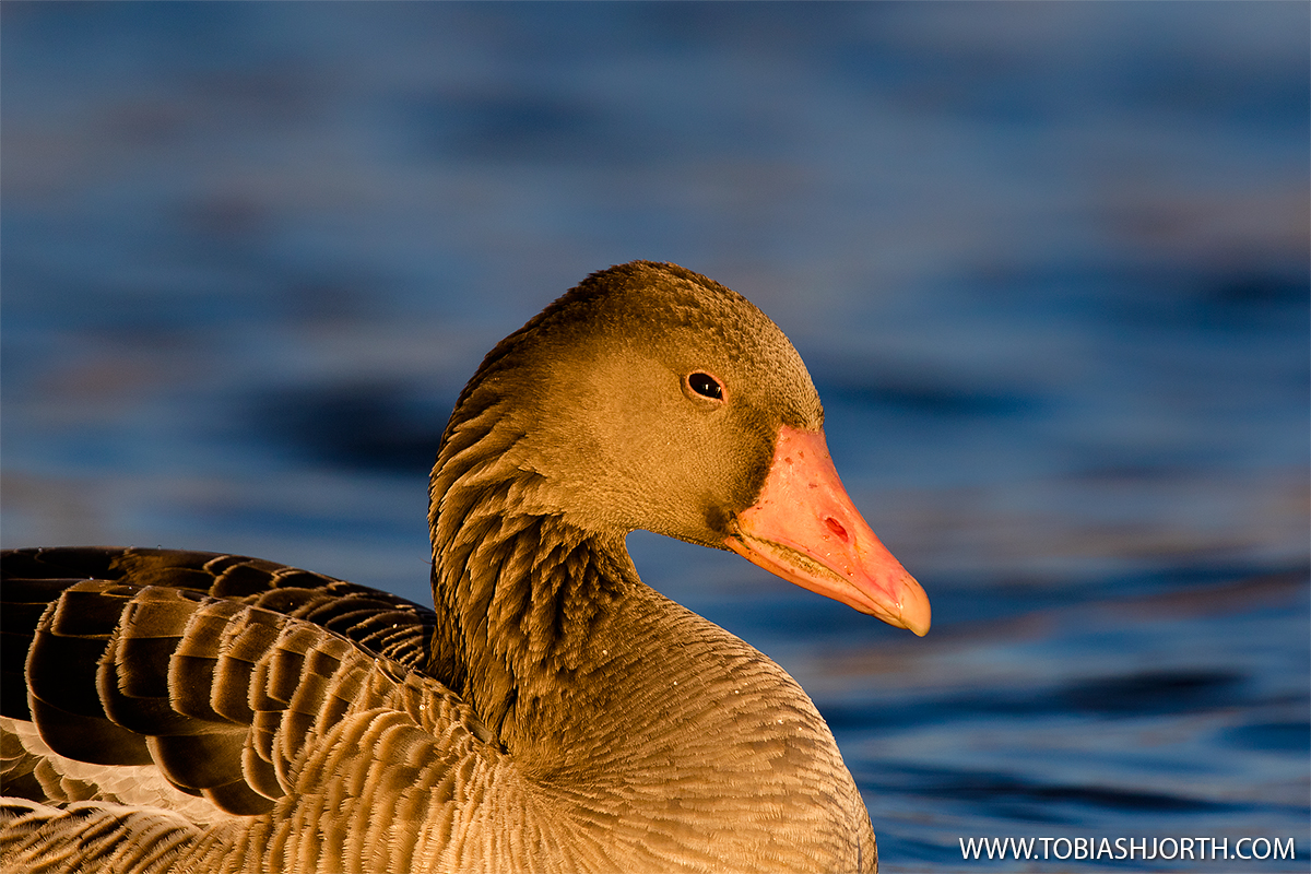 Greylag Goose 5 • Tobias Hjorth Nature Photographer