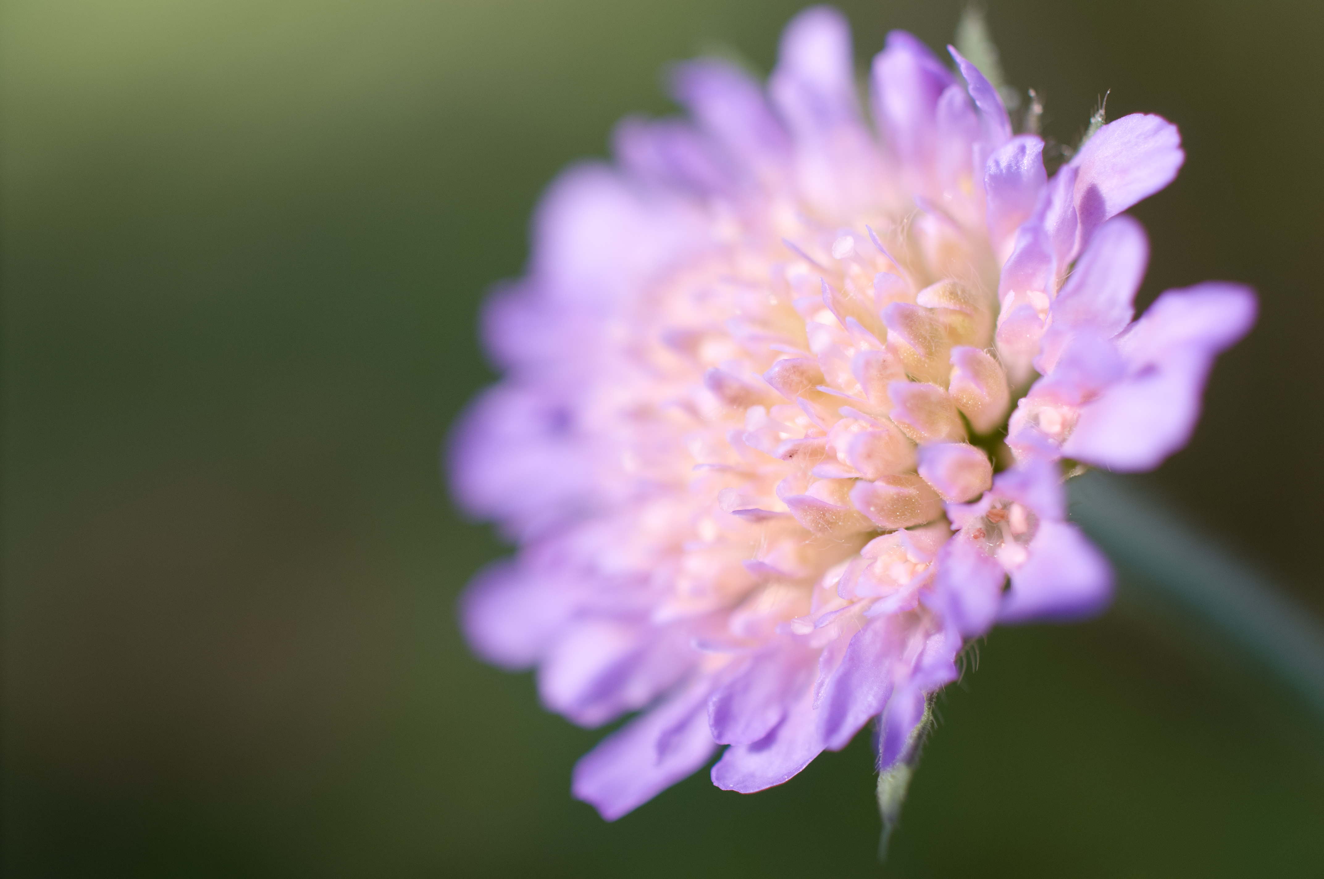 Ricoh GXR review • Tobias Hjorth Nature Photographer Ricoh GXR review • Tobias Hjorth Nature Photographer