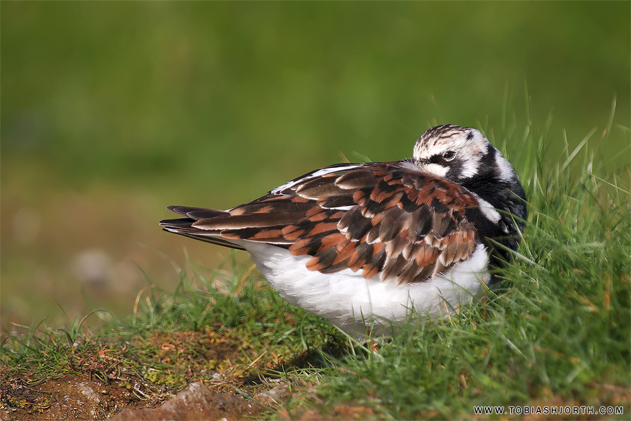 Ruddy Turnstone 2 • Tobias Hjorth Nature Photographer