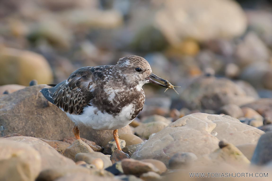 Ruddy Turnstone 4 • Tobias Hjorth Nature Photographer