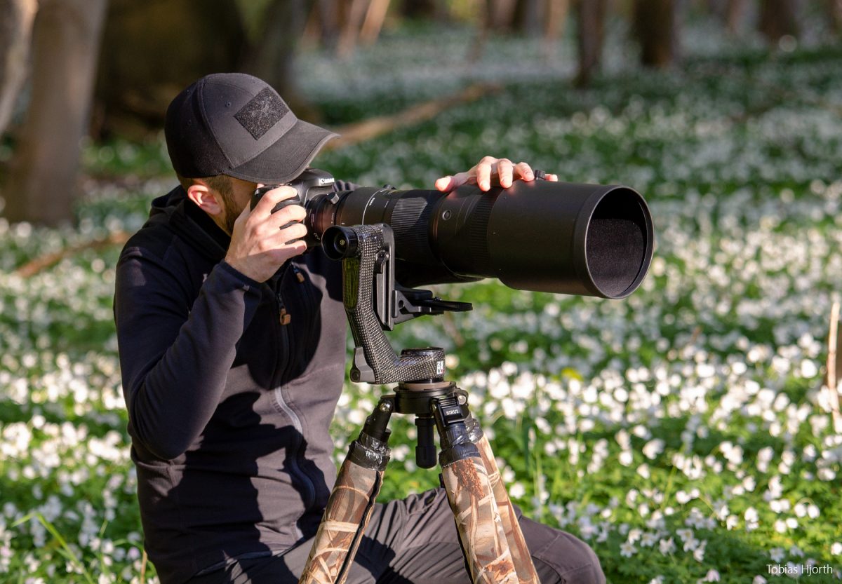 Sigma 500mm f/4 DG OS HSM Sports Lens Review • Tobias Hjorth Nature ...