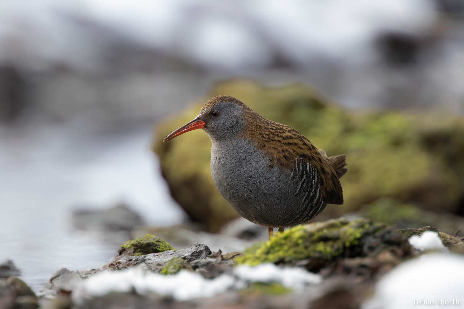 Water rail 1 • Tobias Hjorth Nature Photographer