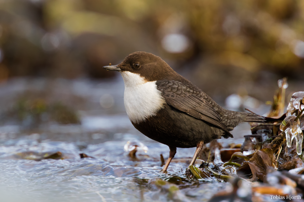 White-throated dipper 2 • Tobias Hjorth Nature Photographer